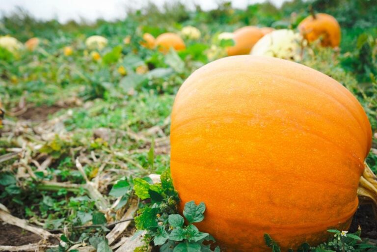 9 Best Pumpkin Picking Patches in Cornwall 2025 | Food & Drink