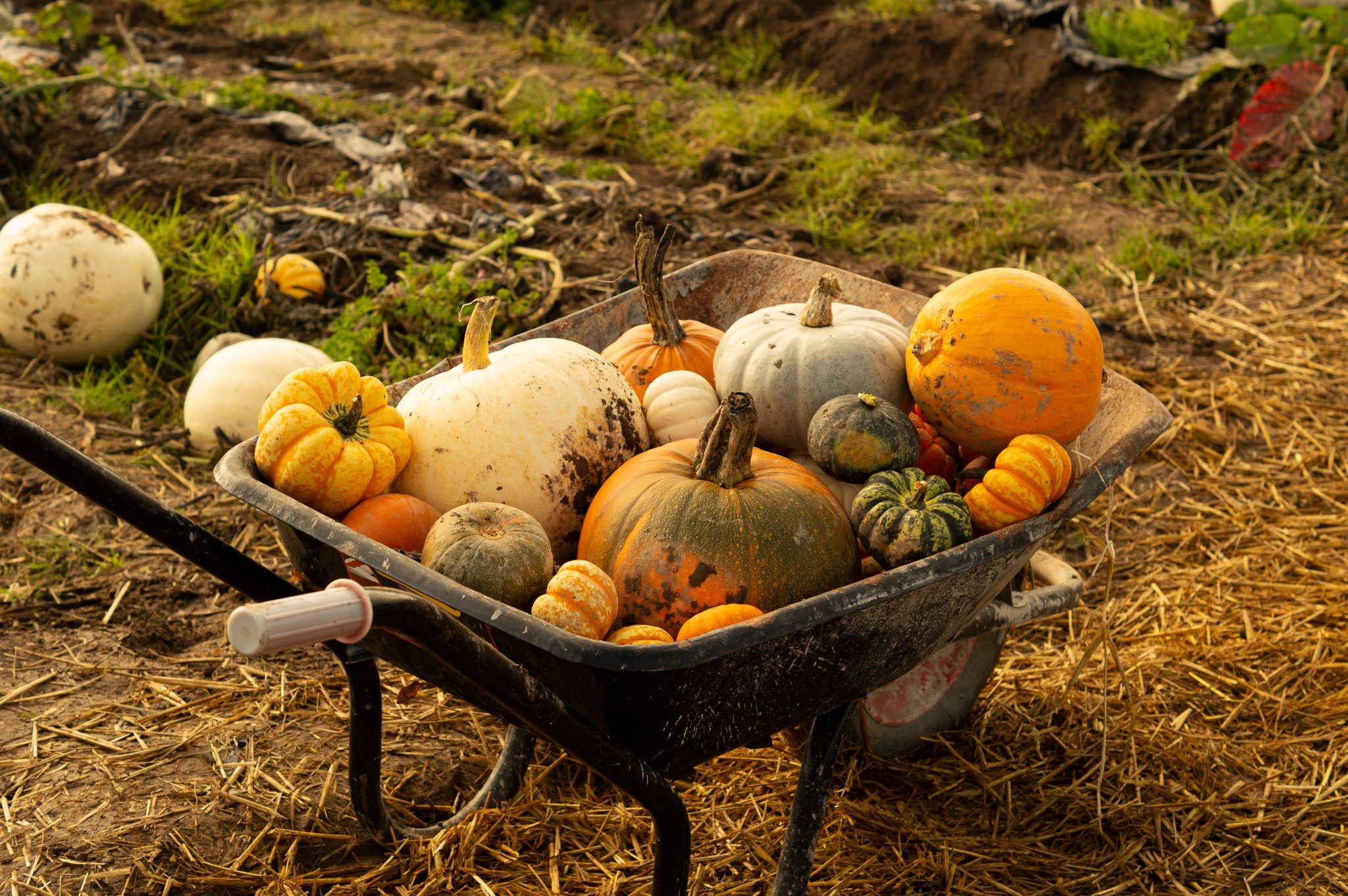 9 Best Pumpkin Picking Patches in Cornwall 2025 | Food & Drink